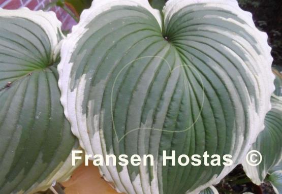Hosta Bridal Falls - Fransen Hostas